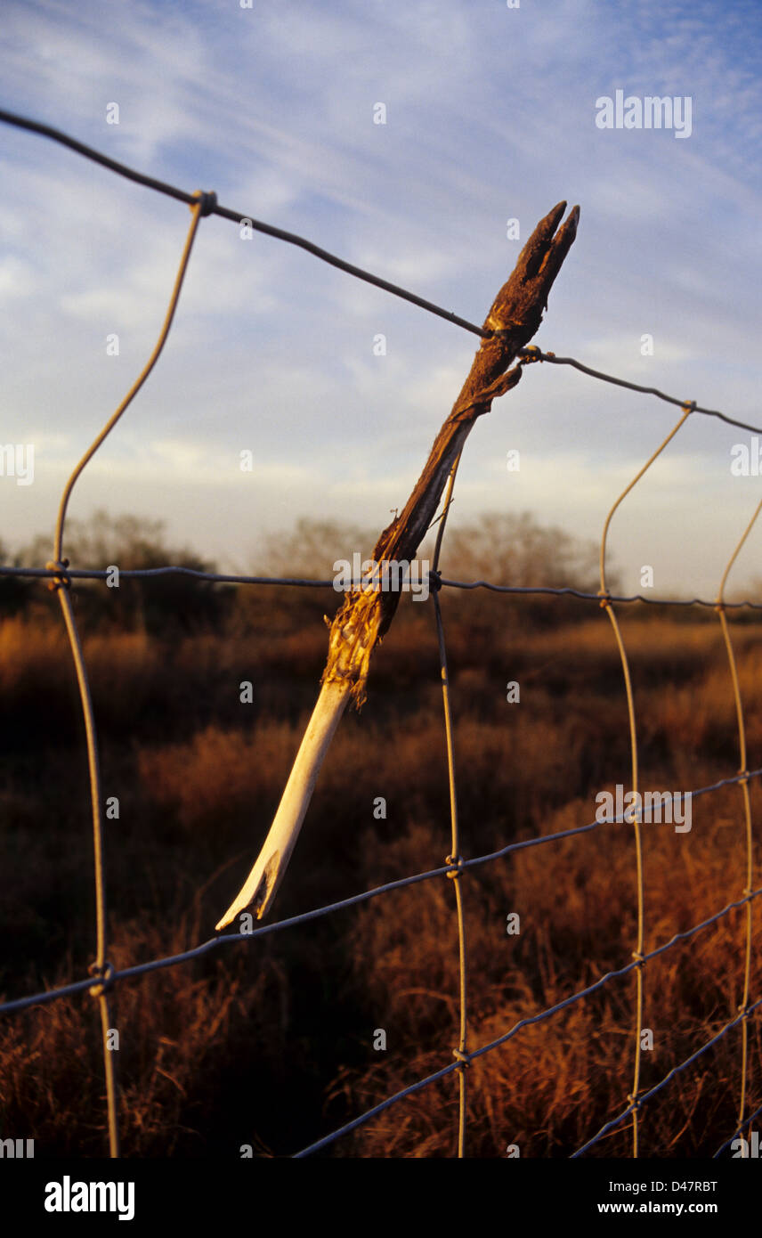 Whitetail deer (Odocoileus virginianus) leg bone caught in a fence ...