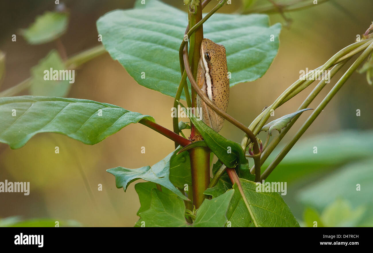 PLANT CLINGING TREEFROG Stock Photo - Alamy