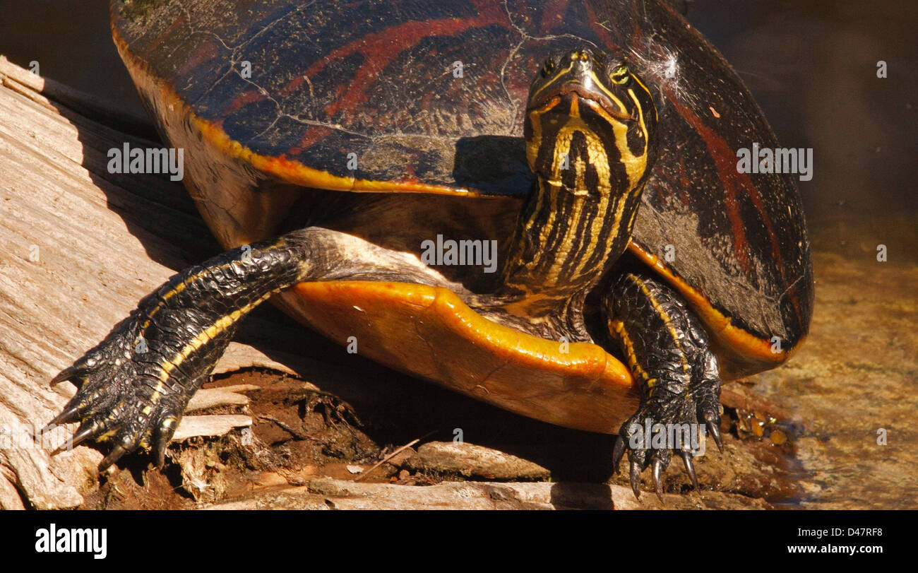 Turtle sunbath hi-res stock photography and images - Alamy
