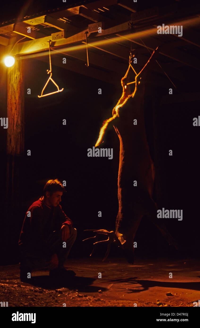 Hunter admires a whitetail buck deer (Odocoileus virginianus) hanging ...