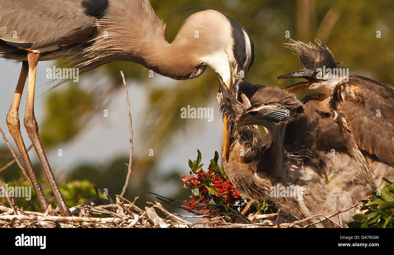 Herons feeding hi-res stock photography and images - Alamy