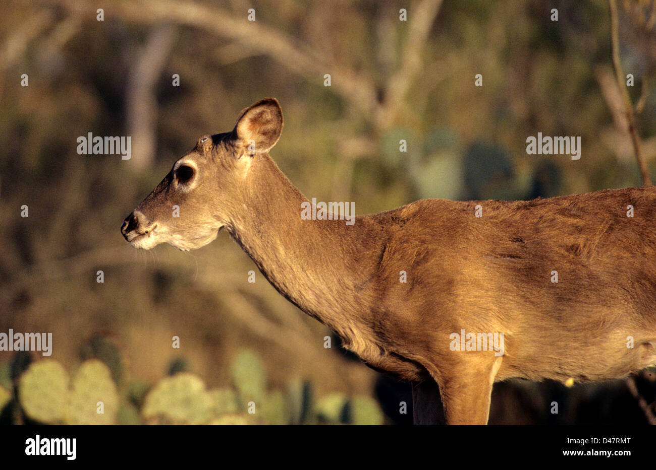 Whitetail button buck deer (Odocoileus virginianus) sick and in poor ...