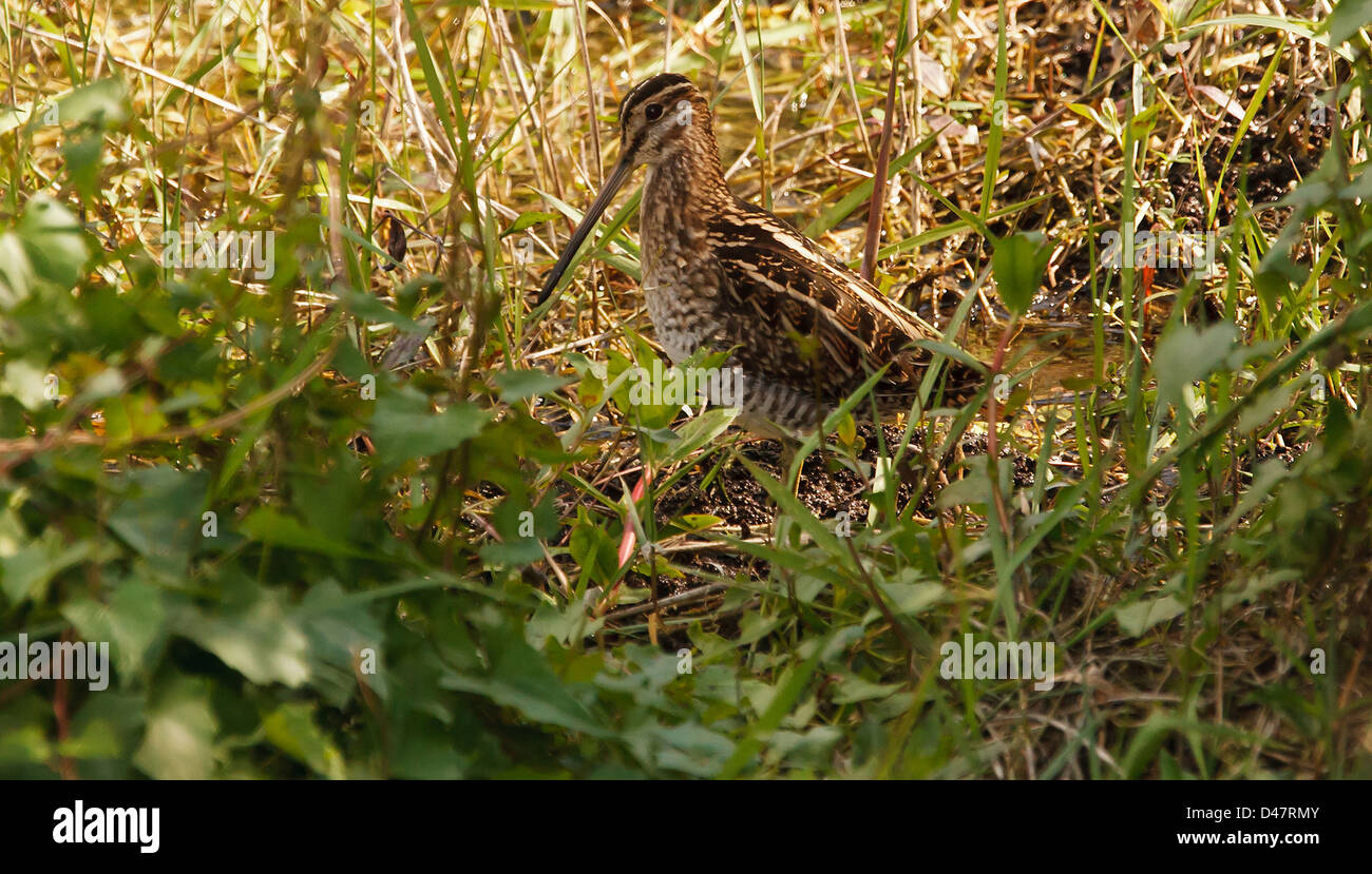 SNIPE IN THE GRASS Stock Photo - Alamy