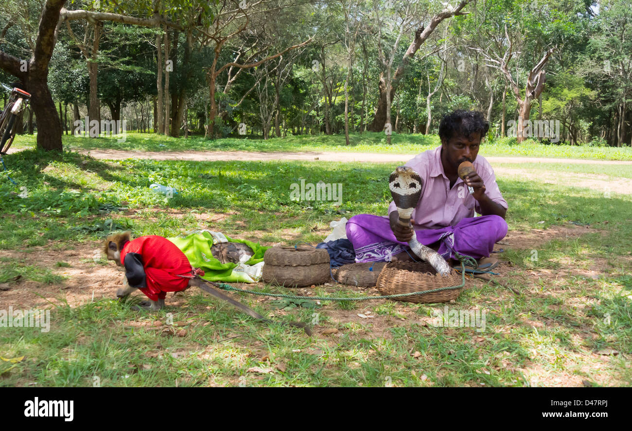 Snake charmer with monkey, kandy, sri lanka Stock Photo - Alamy