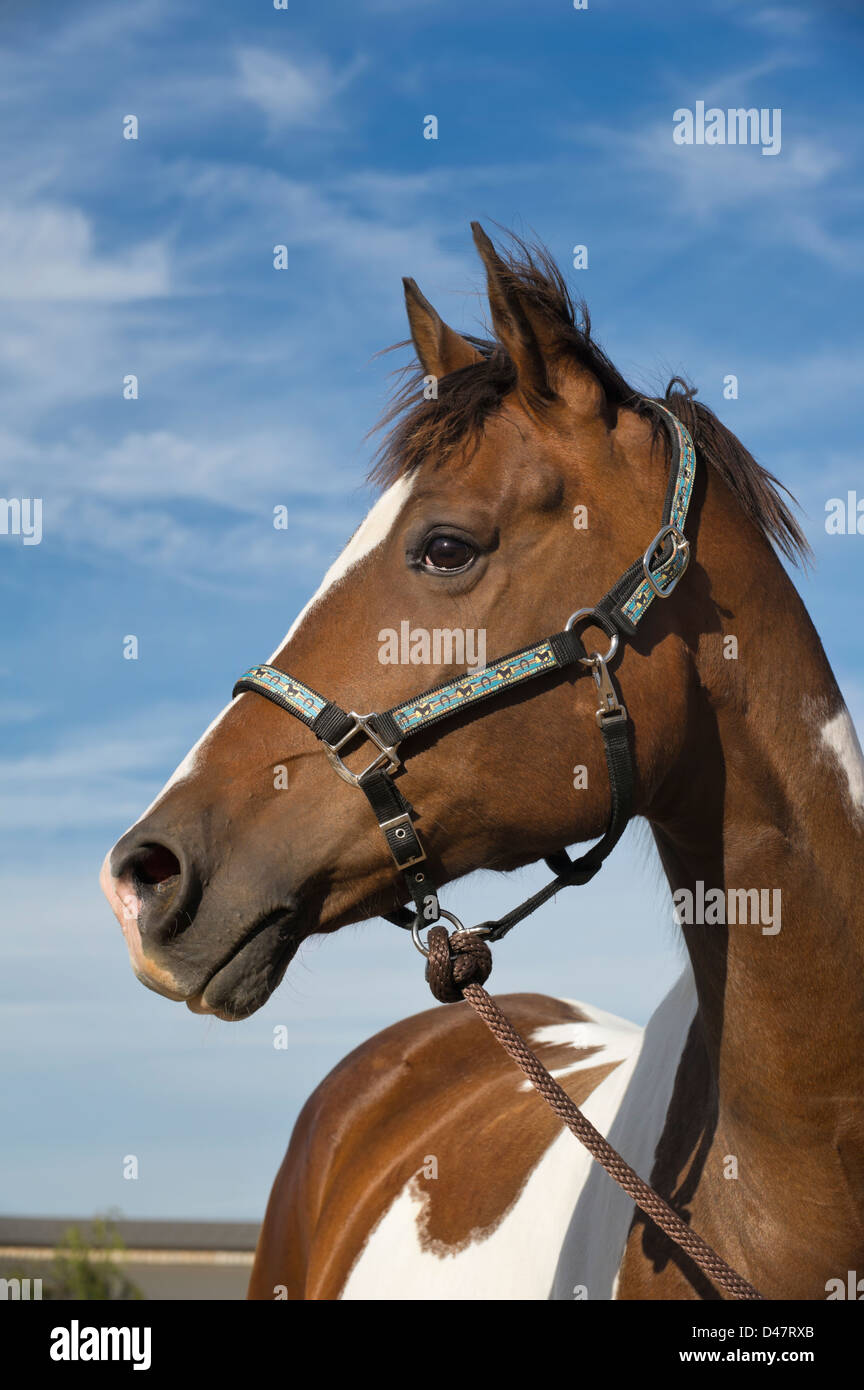 Close-up of a paint horse wearing a haltar, head shot with a wind-blown ...