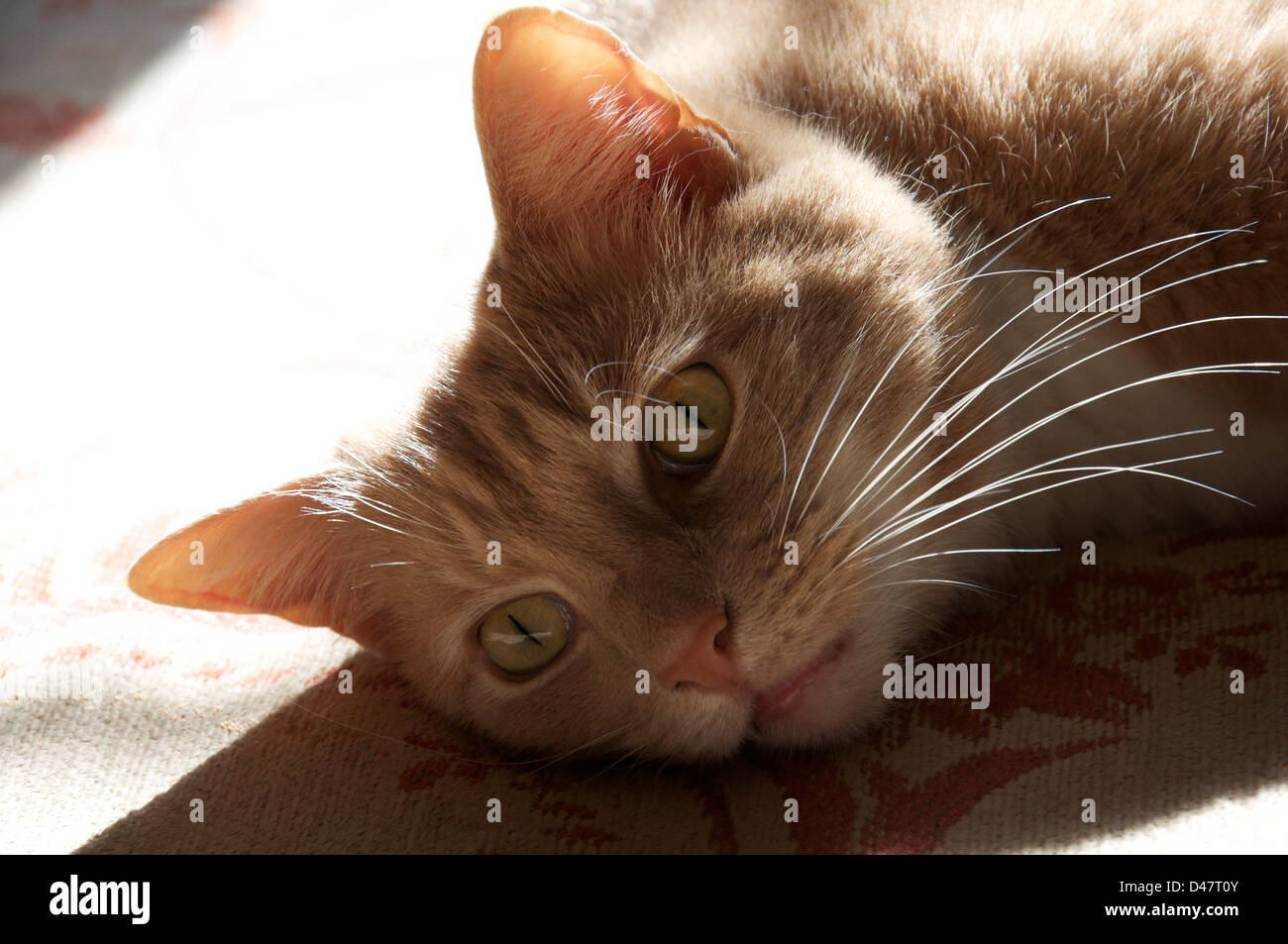Billy, a ginger domestic tom cat, lying down on a rug. He is awake and ...