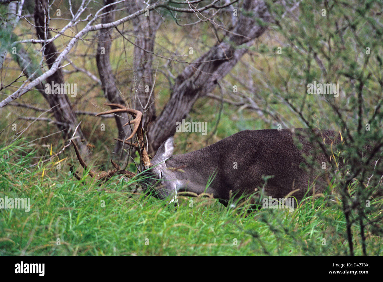 Whitetail buck deer (Odocoileus virginianus) rubbing his antlers during ...