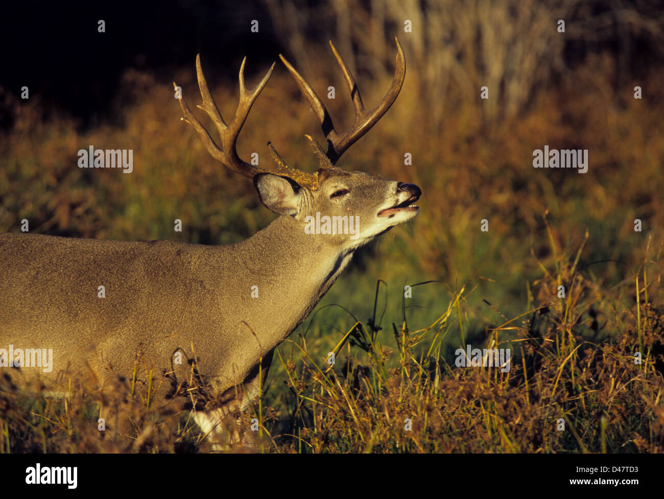 Whitetail buck deer (Odocoileus virginianus) smelling the breeze with a ...