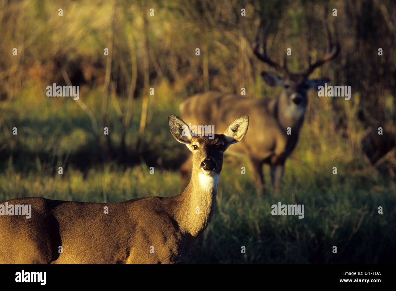 Whitetail deer doe (Odocoileus virginianus) with a trophy buck during ...