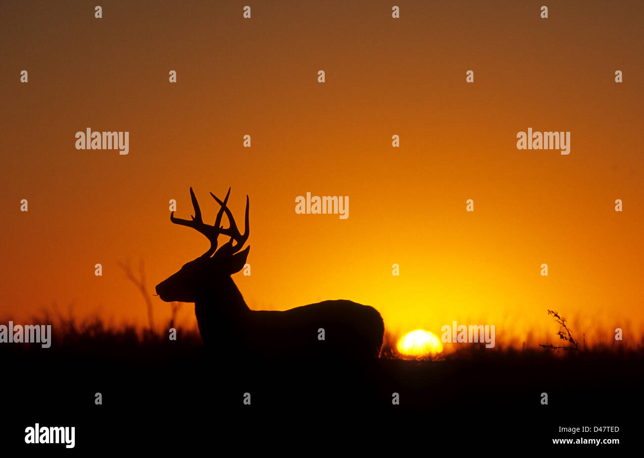 Whitetail Deer Fighting Silhouette