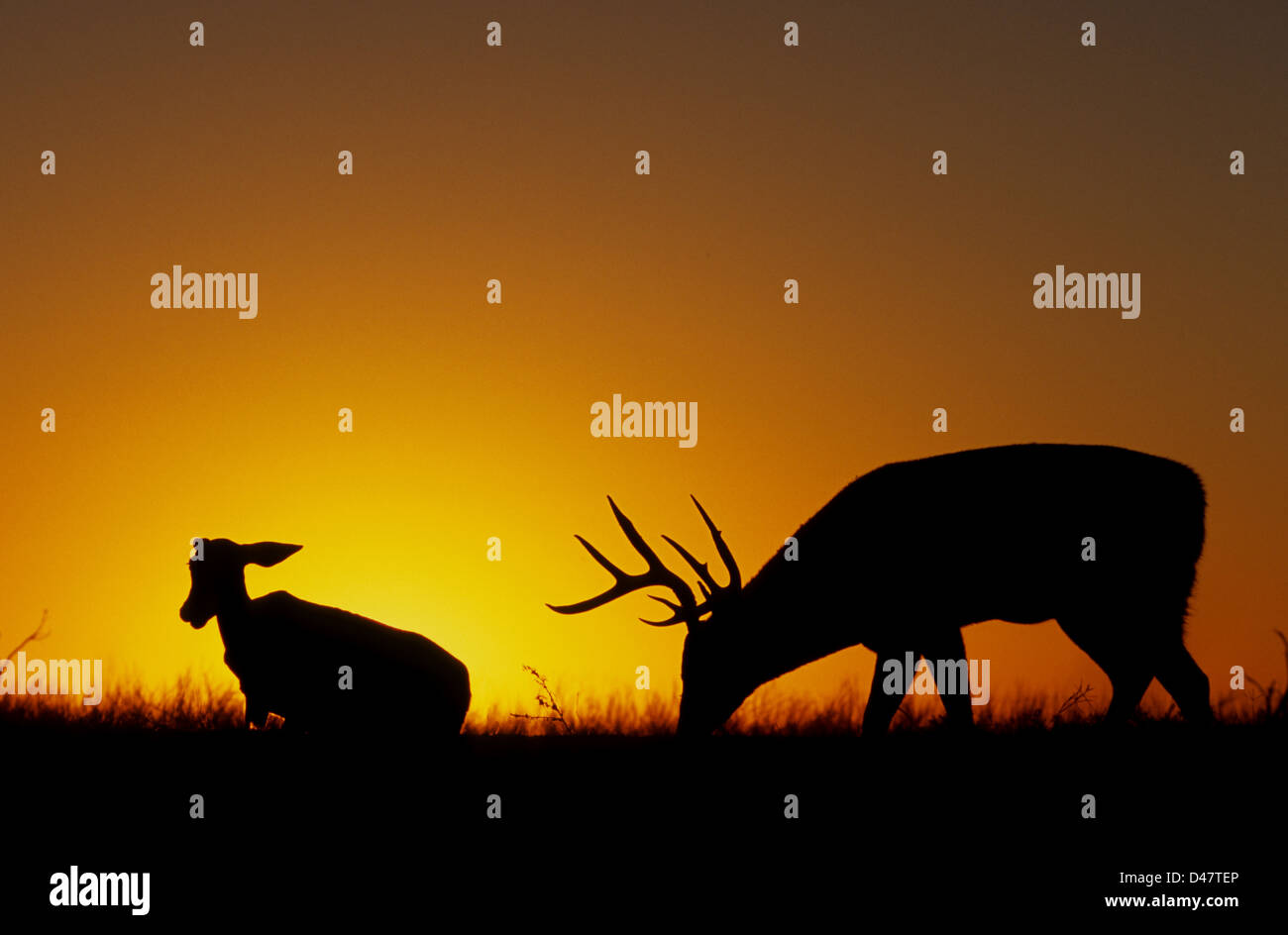 Whitetail Buck Deer Odocoileus Virginianus With Doe At Sunrise Stock