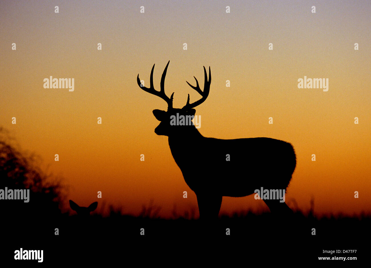Whitetail deer silhouette hi-res stock photography and images - Alamy