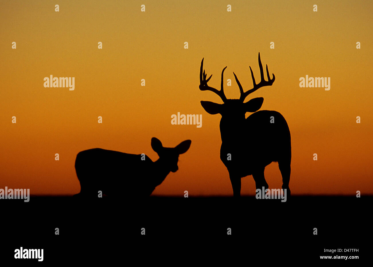 Whitetail Buck Deer Odocoileus Virginianus With Does At Sunrise Stock