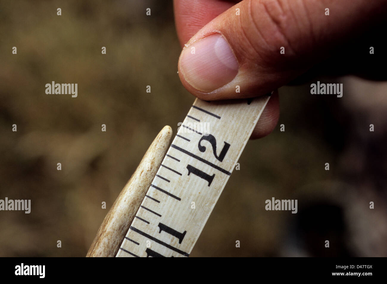Hunter measuring and scoring whitetail deer (Odocoileus virginianus ...