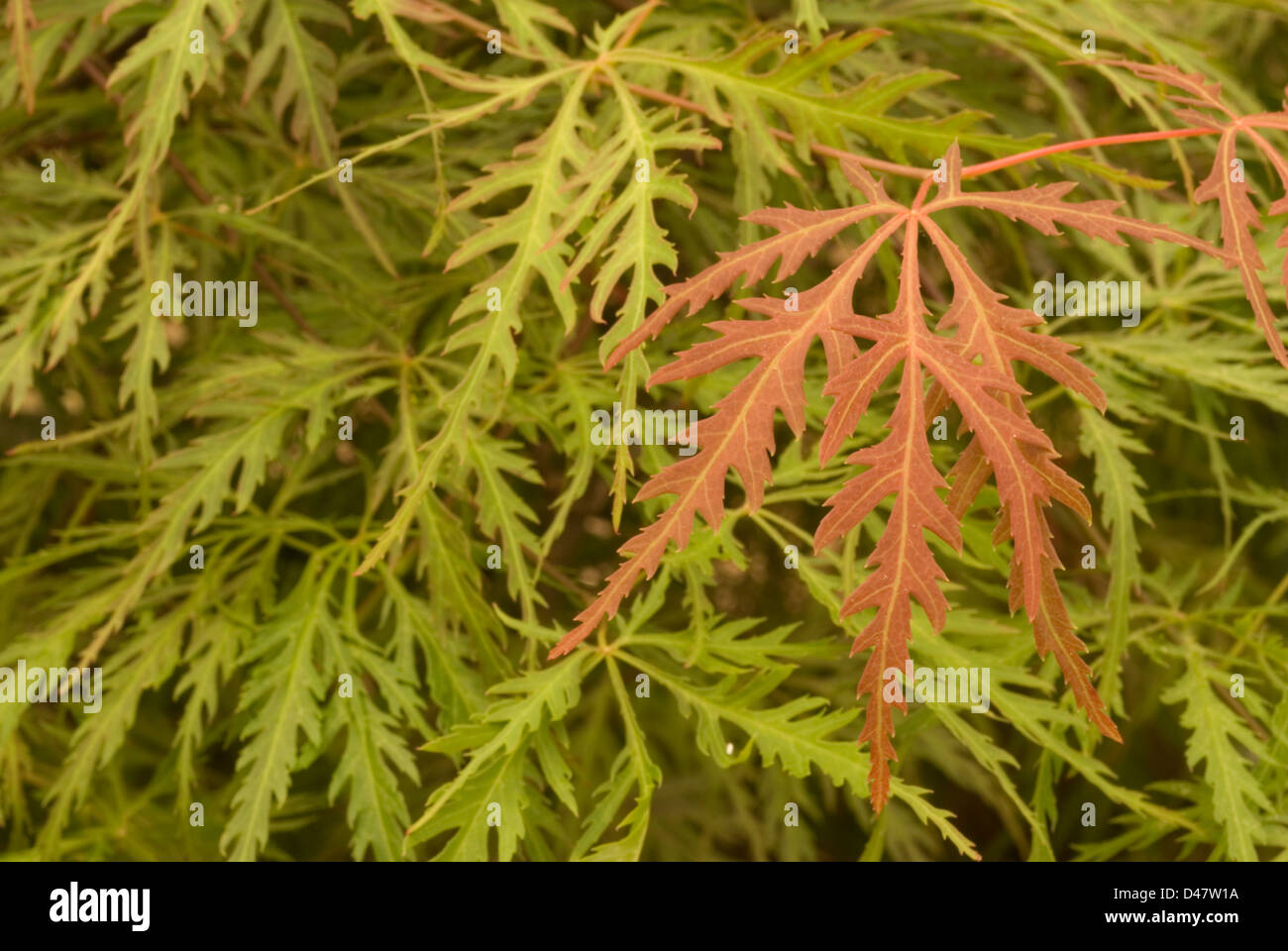 Japanese maple Acer palmatum 'Garneth', Aceraceae Stock Photo - Alamy