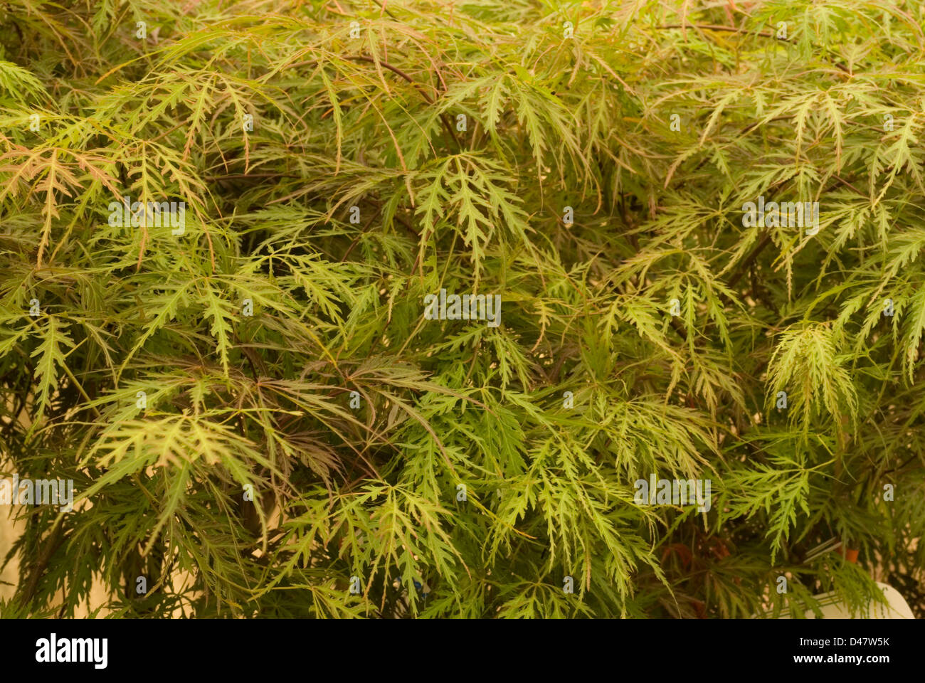 Aceraceae hortocultural roberto nistri three trees plant plants ...