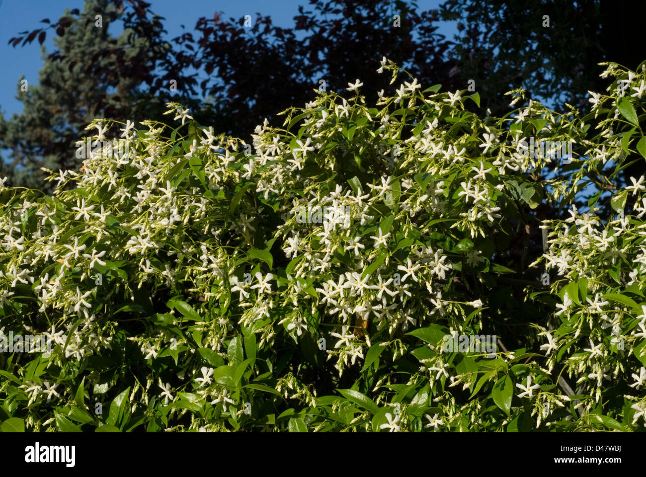 Jasmine Jasminum sp., gelsomino, Oleaceae Stock Photo - Alamy