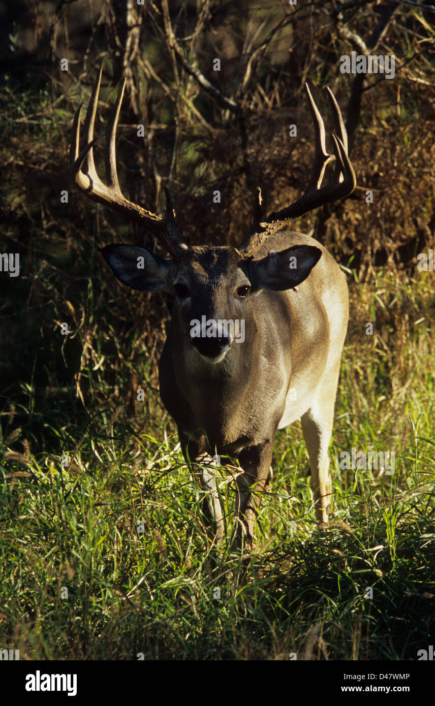 Whitetail buck deer (Odocoileus virginianus) near Tilden Texas Stock ...