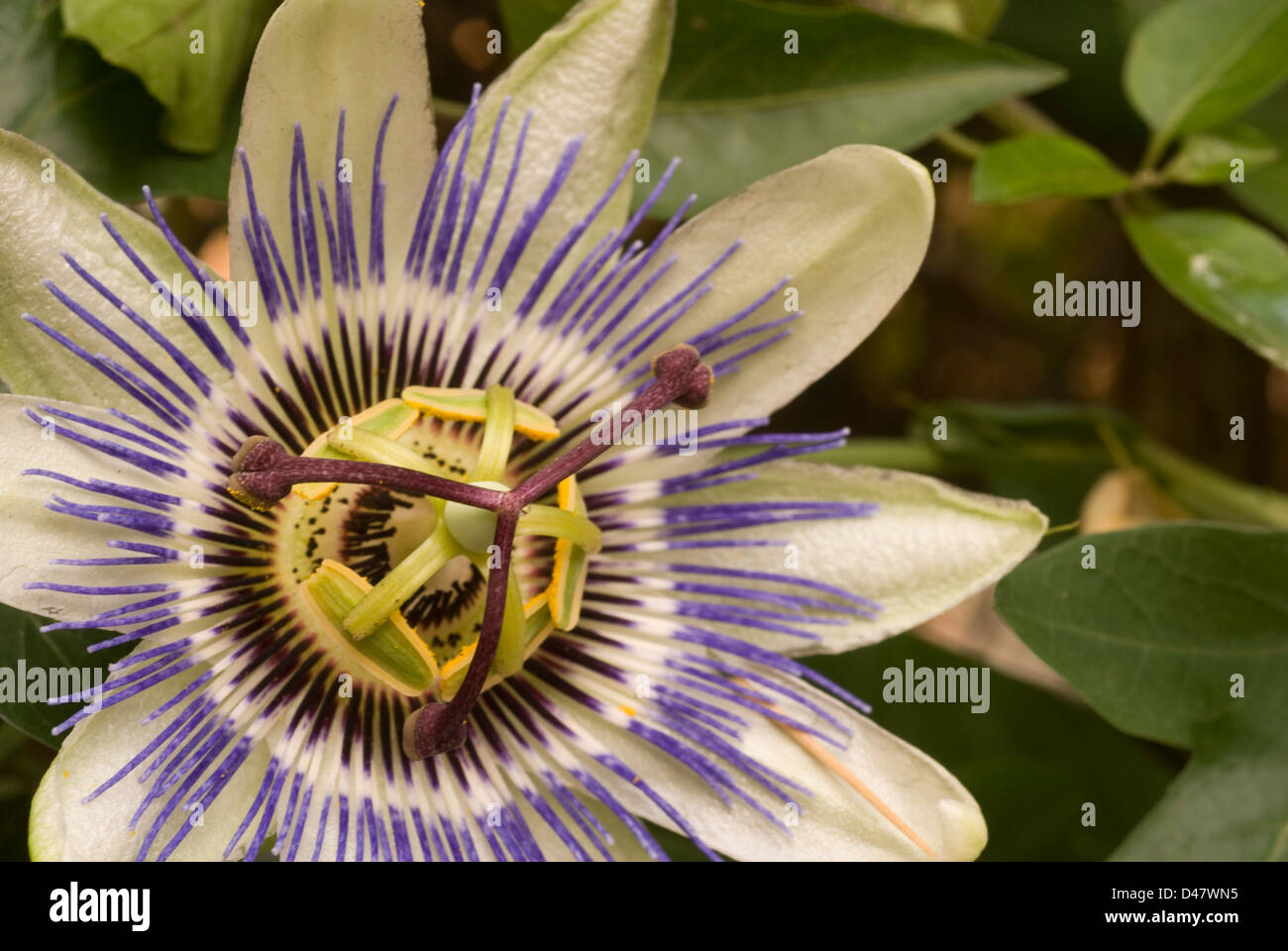 Blue passionflower Passiflora caerulea, Passifloraceae Stock Photo - Alamy