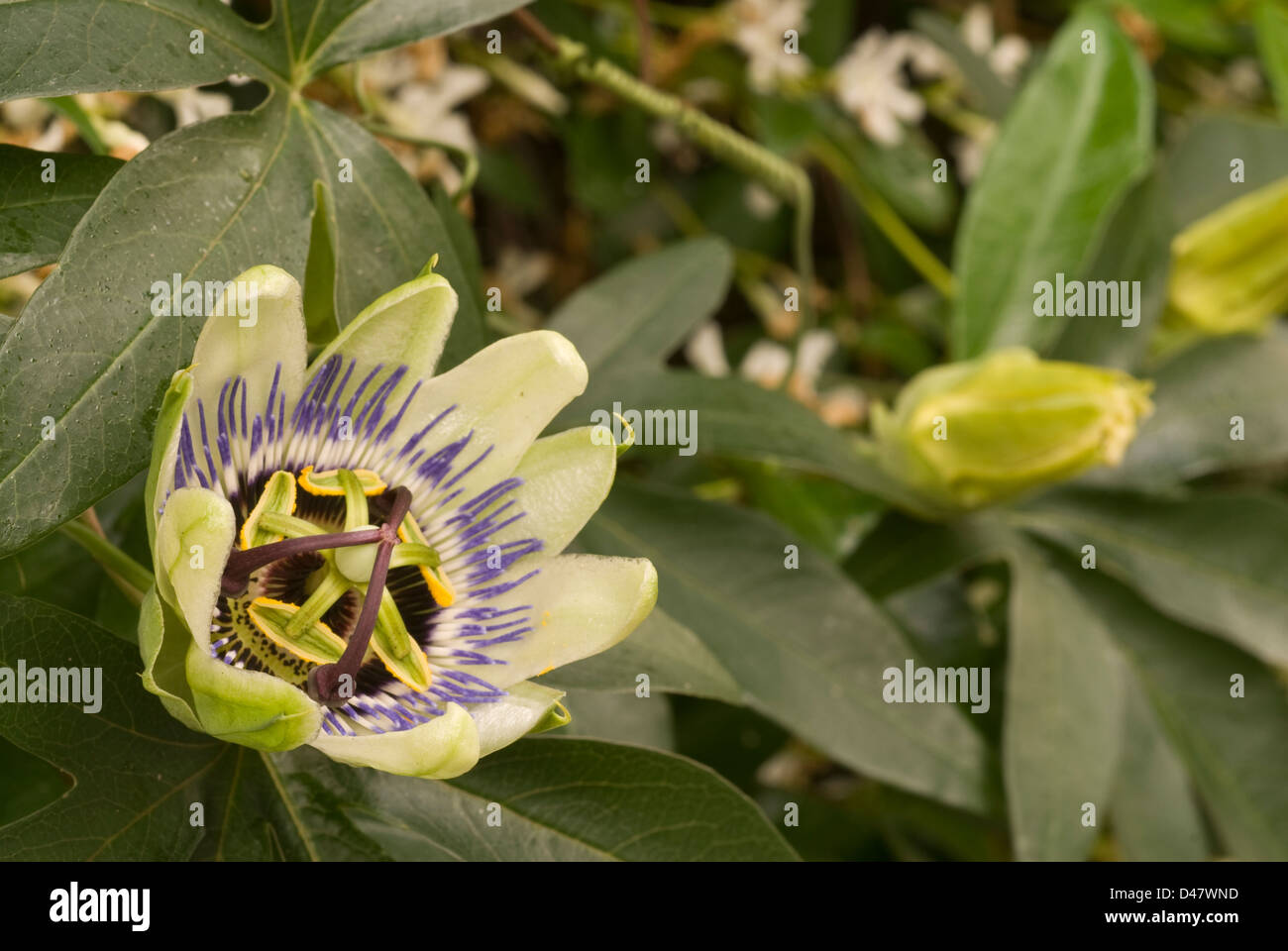 Blue passionflower Passiflora caerulea, Passifloraceae Stock Photo - Alamy