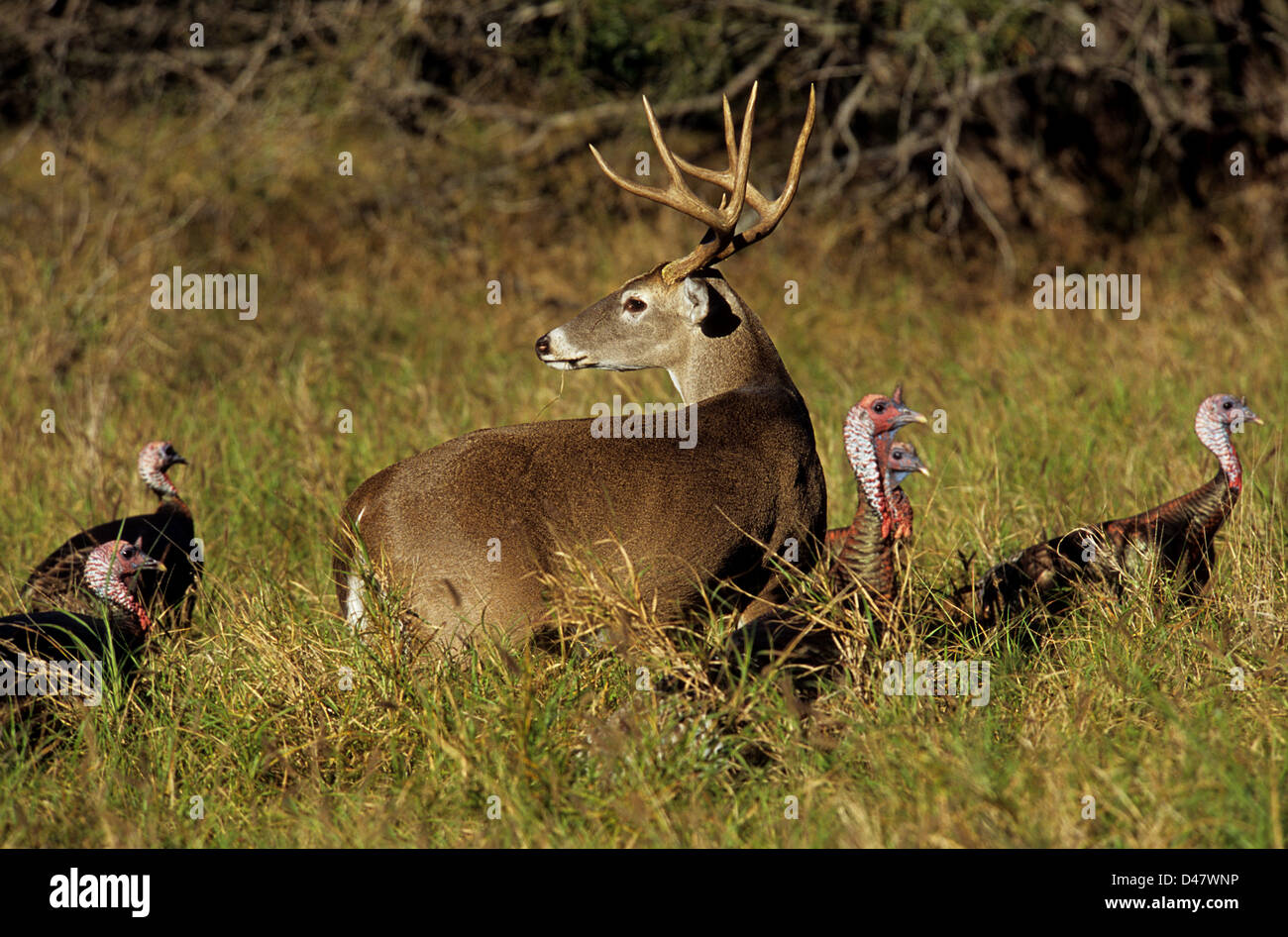 Runny Deer And Turkey