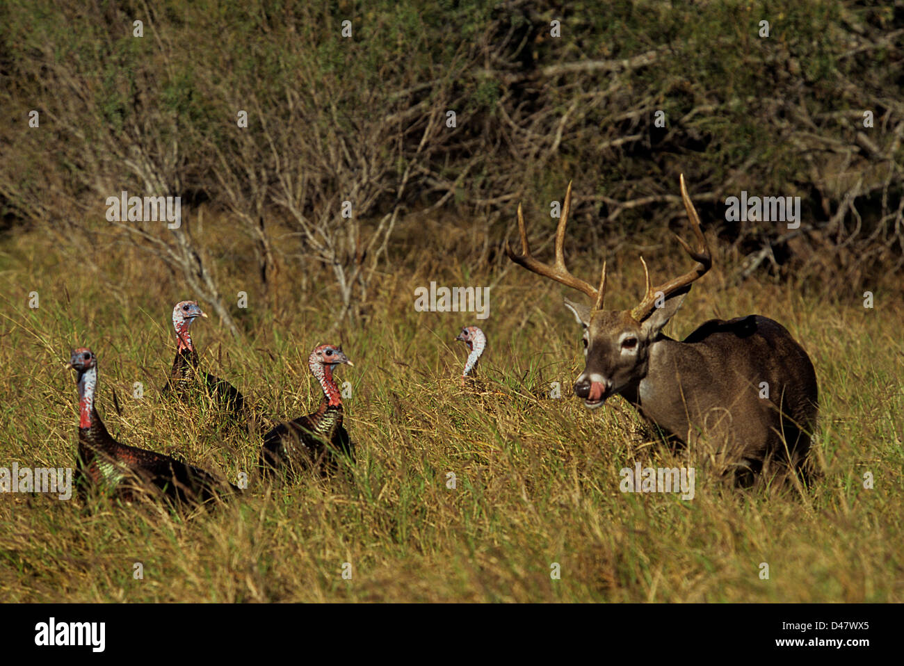 Whitetail buck deer (Odocoileus virginianus) with wild turkeys Stock ...