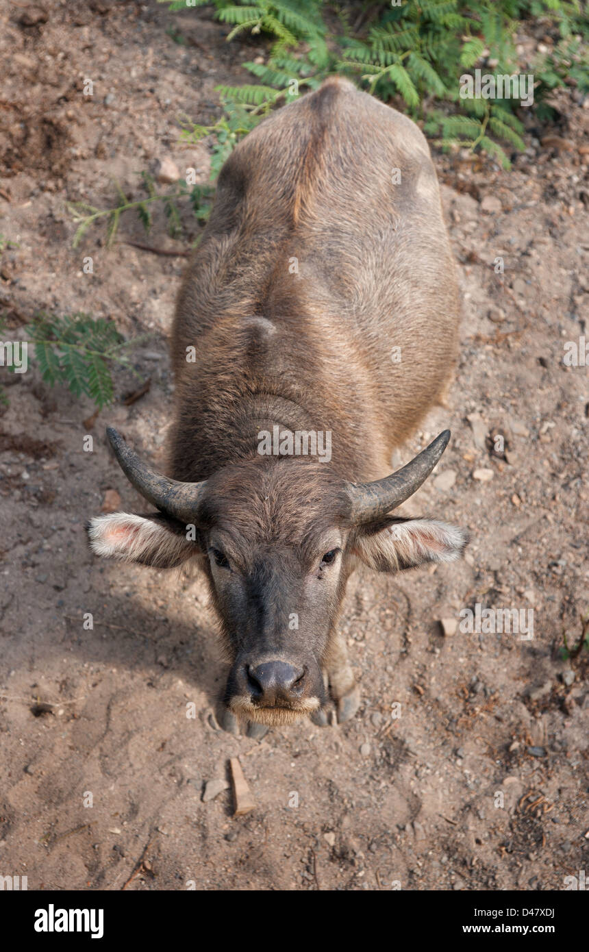 Livestock buffalo hi-res stock photography and images - Alamy
