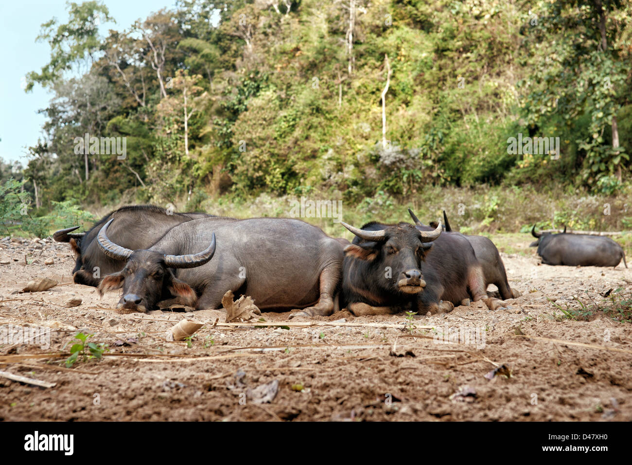 water buffalo lay sleeping in northern thailand Stock Photo - Alamy