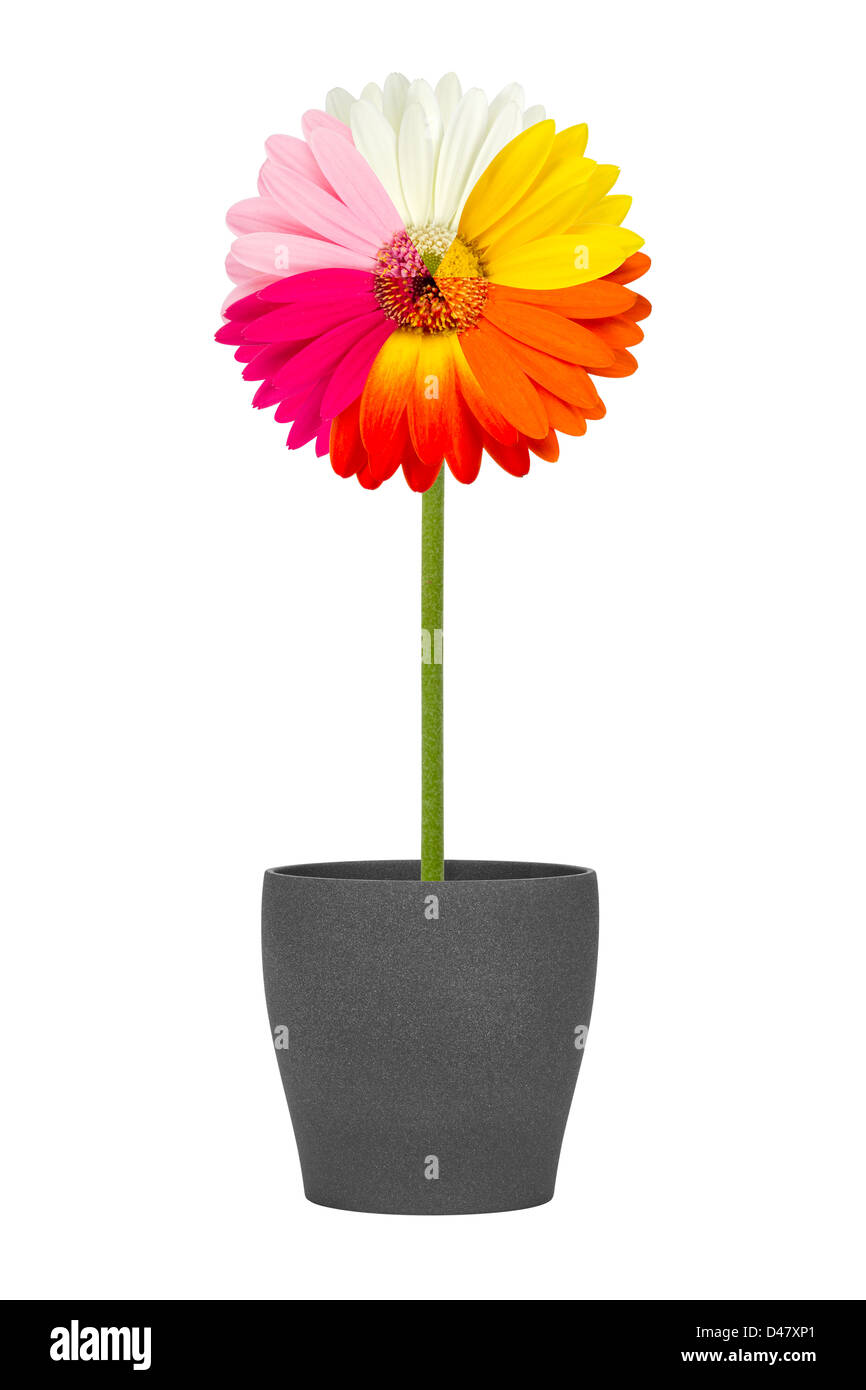Cross Section Of Flower Pot High Resolution Stock Photography and ...