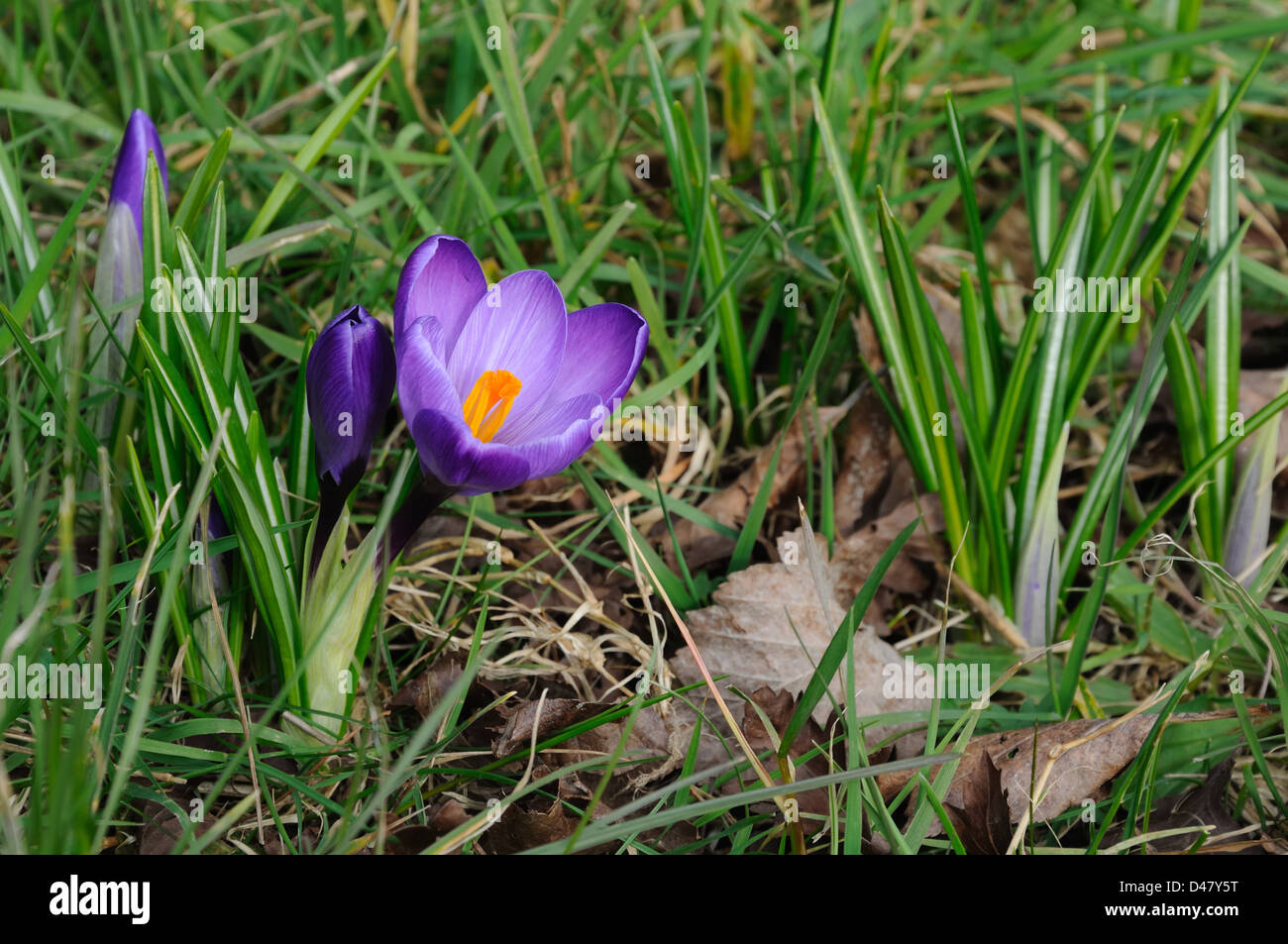 Variegated crocus hi-res stock photography and images - Alamy