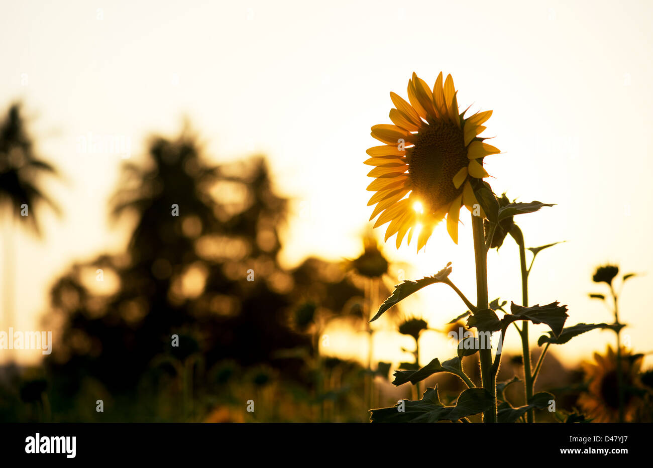Cultivation of sunflowers in the Indian countryside at sunset, Andhra ...