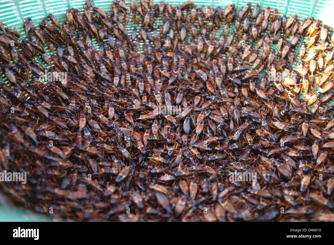 Edible crickets pictured here on sale at a market in Chompueang in ...