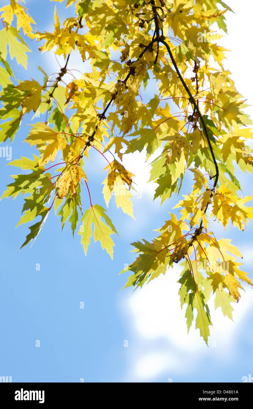 Silver maple tree hi-res stock photography and images - Alamy