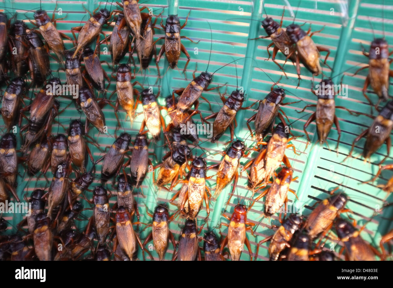 Edible crickets pictured here on sale at a market in Chompueang in ...