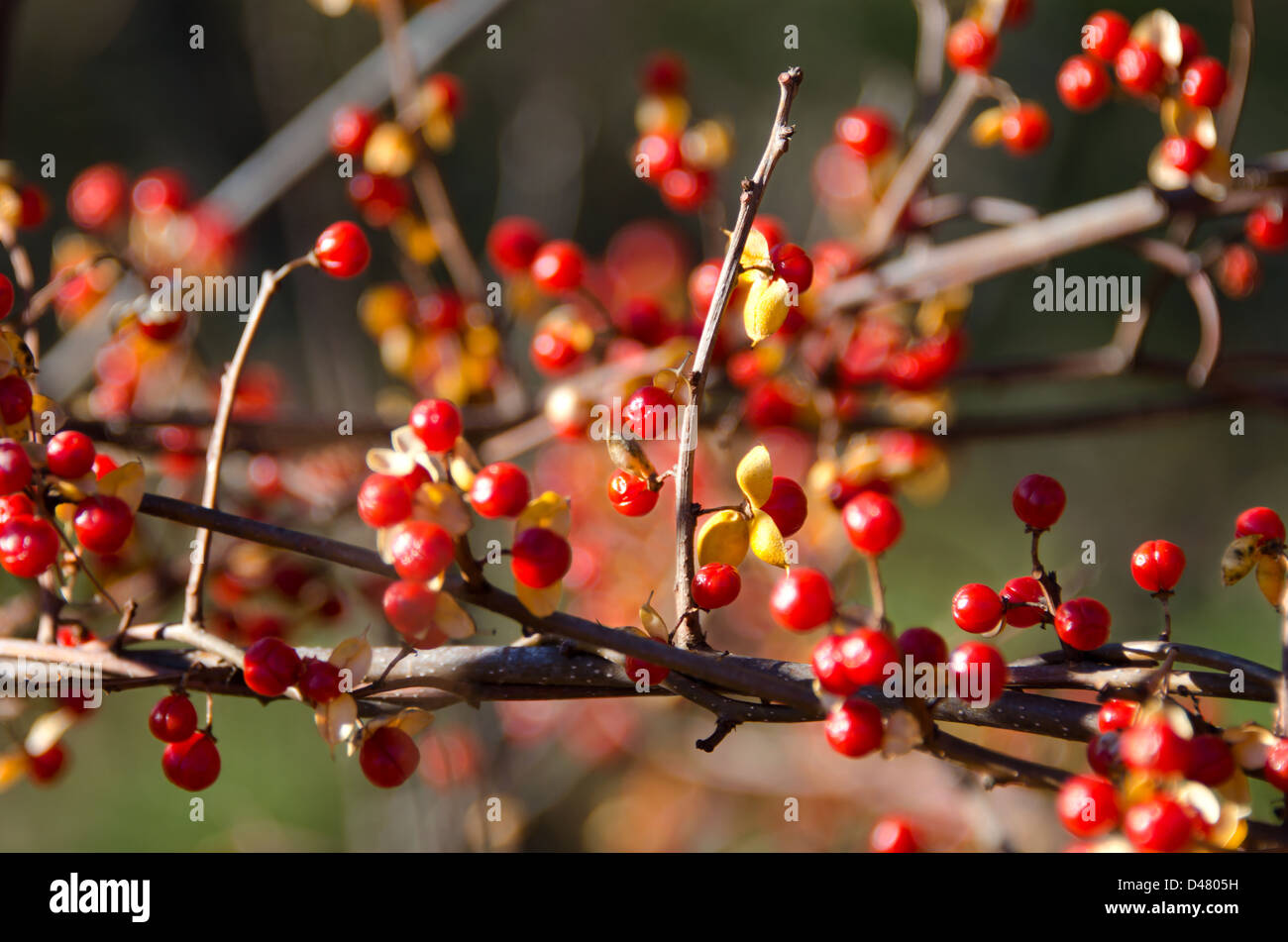 A tangle of bittersweet branches loaded with bright red and yellow ...