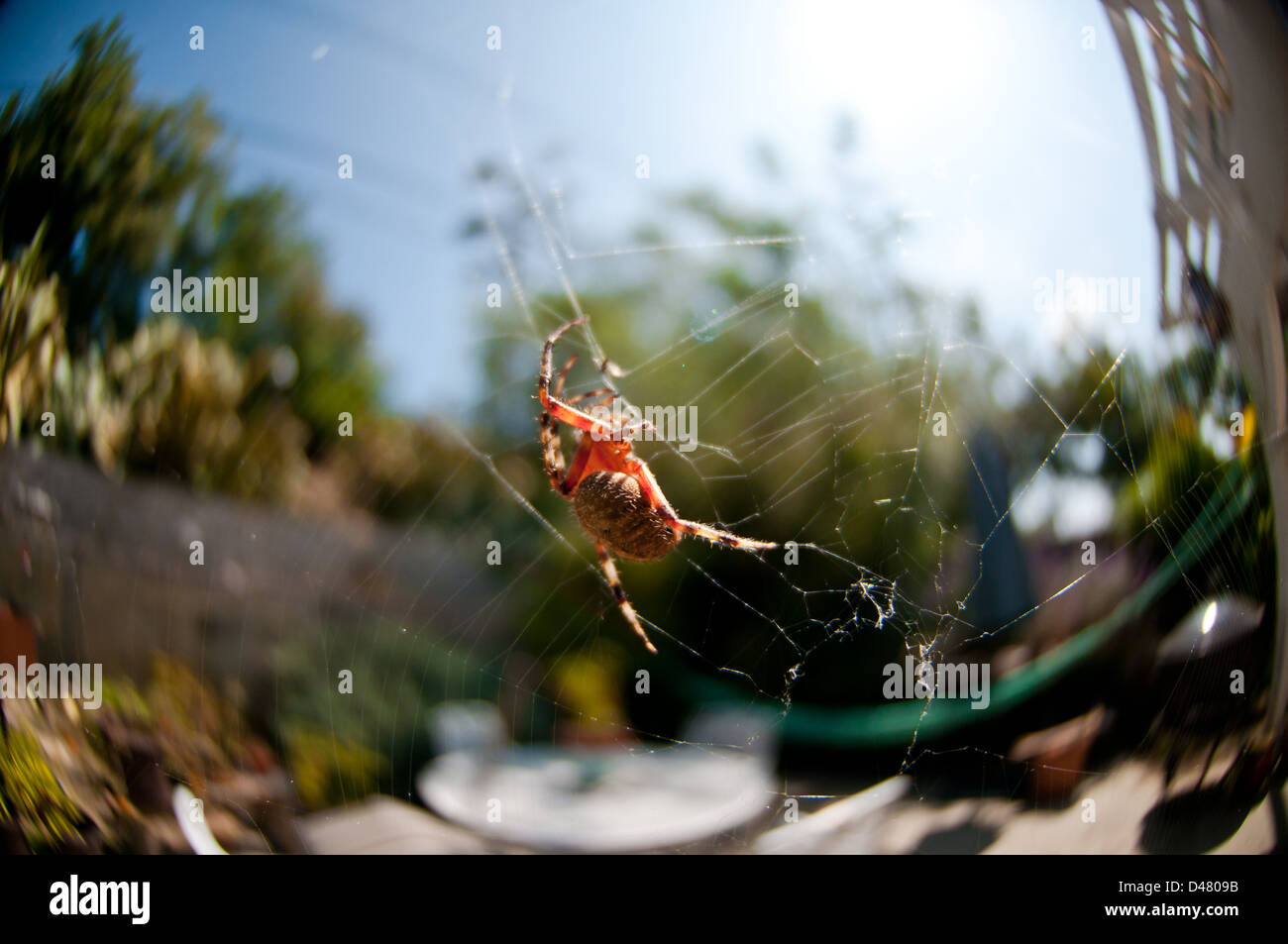 Spider crawling on its web Stock Photo - Alamy