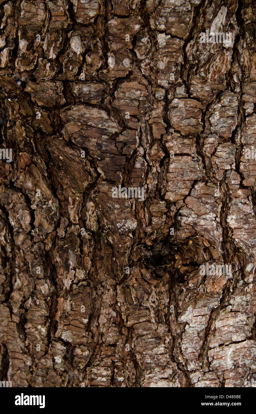 Pinus pine tree hi-res stock photography and images - Alamy