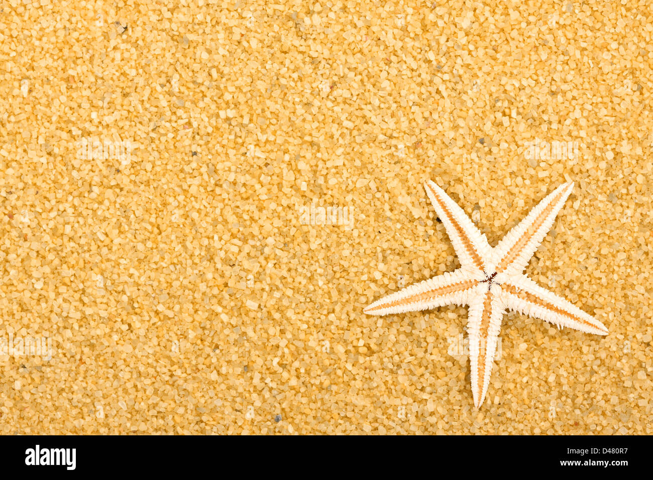 Sea star on shore hi-res stock photography and images - Alamy