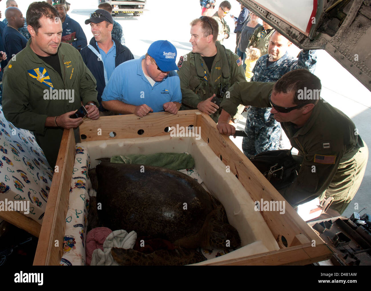 Sailors aboard a U.S. Navy vessel evacuate an injured sea turtle near ...