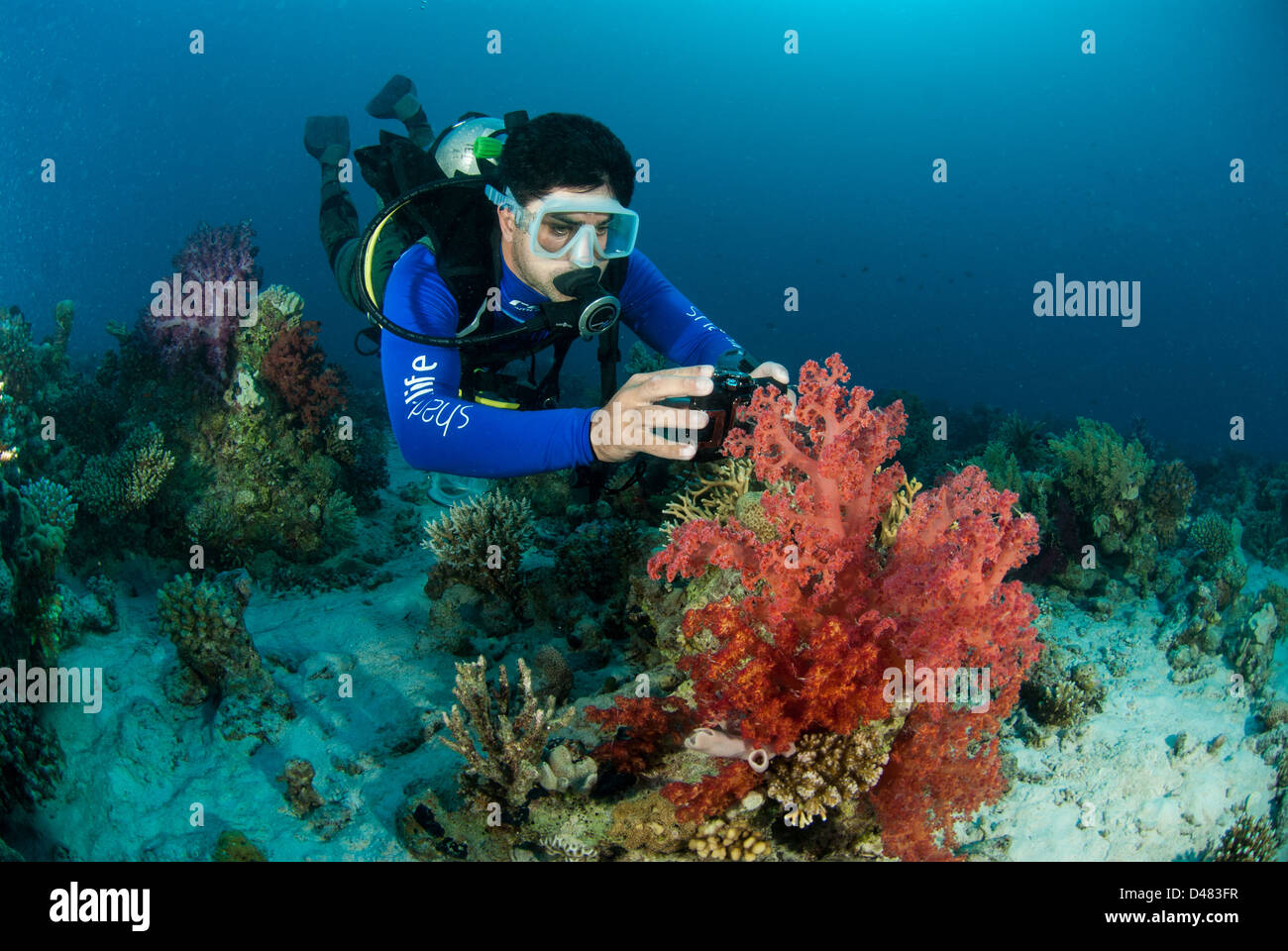 Scuba diver photographing fan coral in Red Sea, Egypt Stock Photo - Alamy