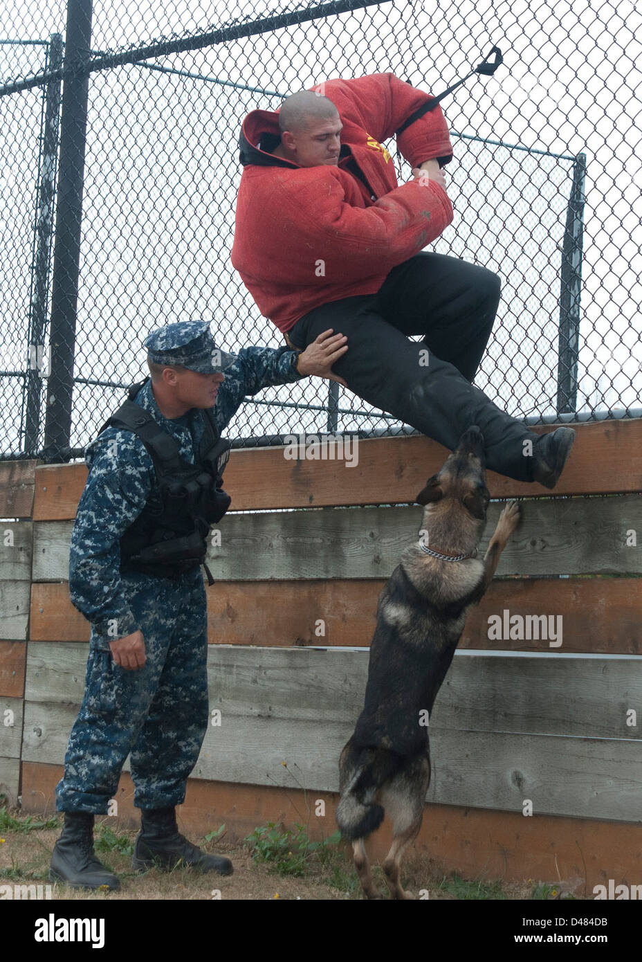 Military working dog trains with handler Stock Photo - Alamy