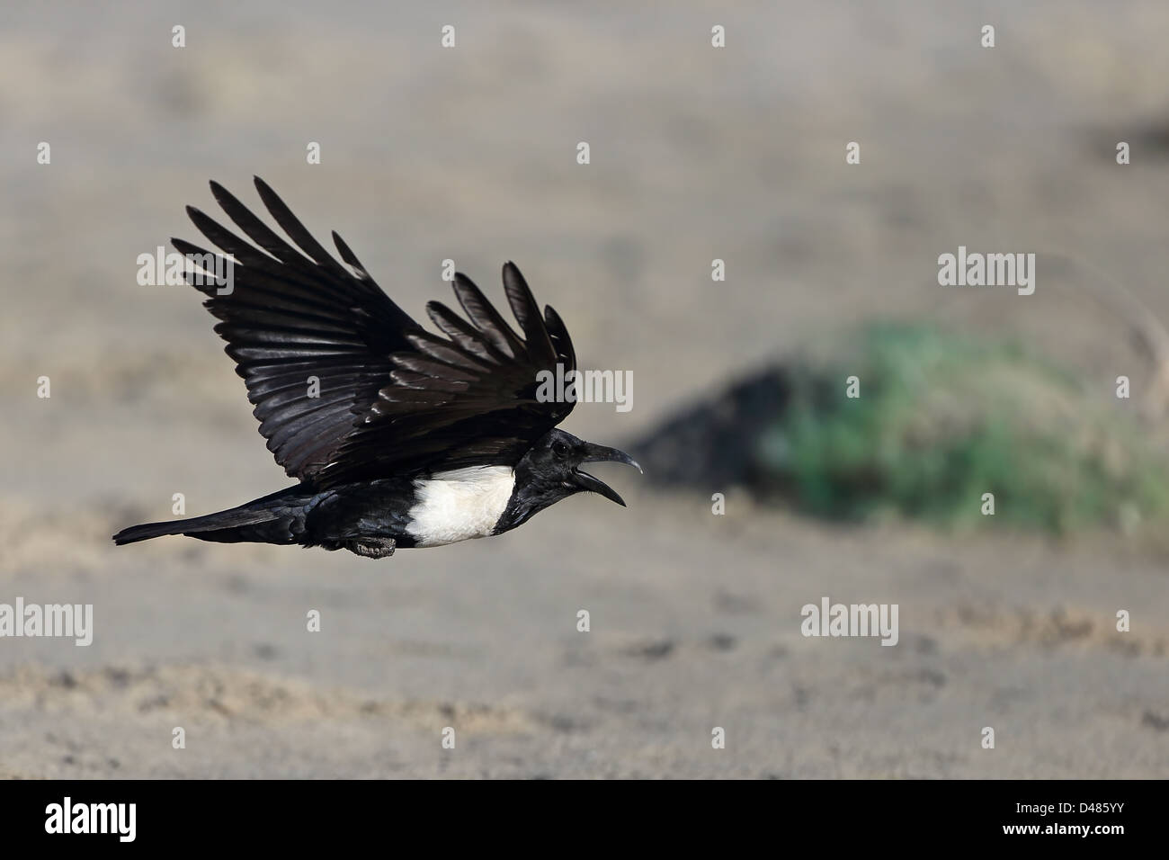 Pied Crow (Corvus albus Stock Photo - Alamy