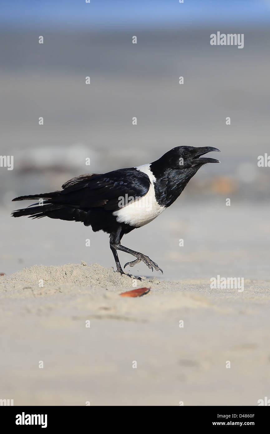 Pied Crow (Corvus albus Stock Photo - Alamy