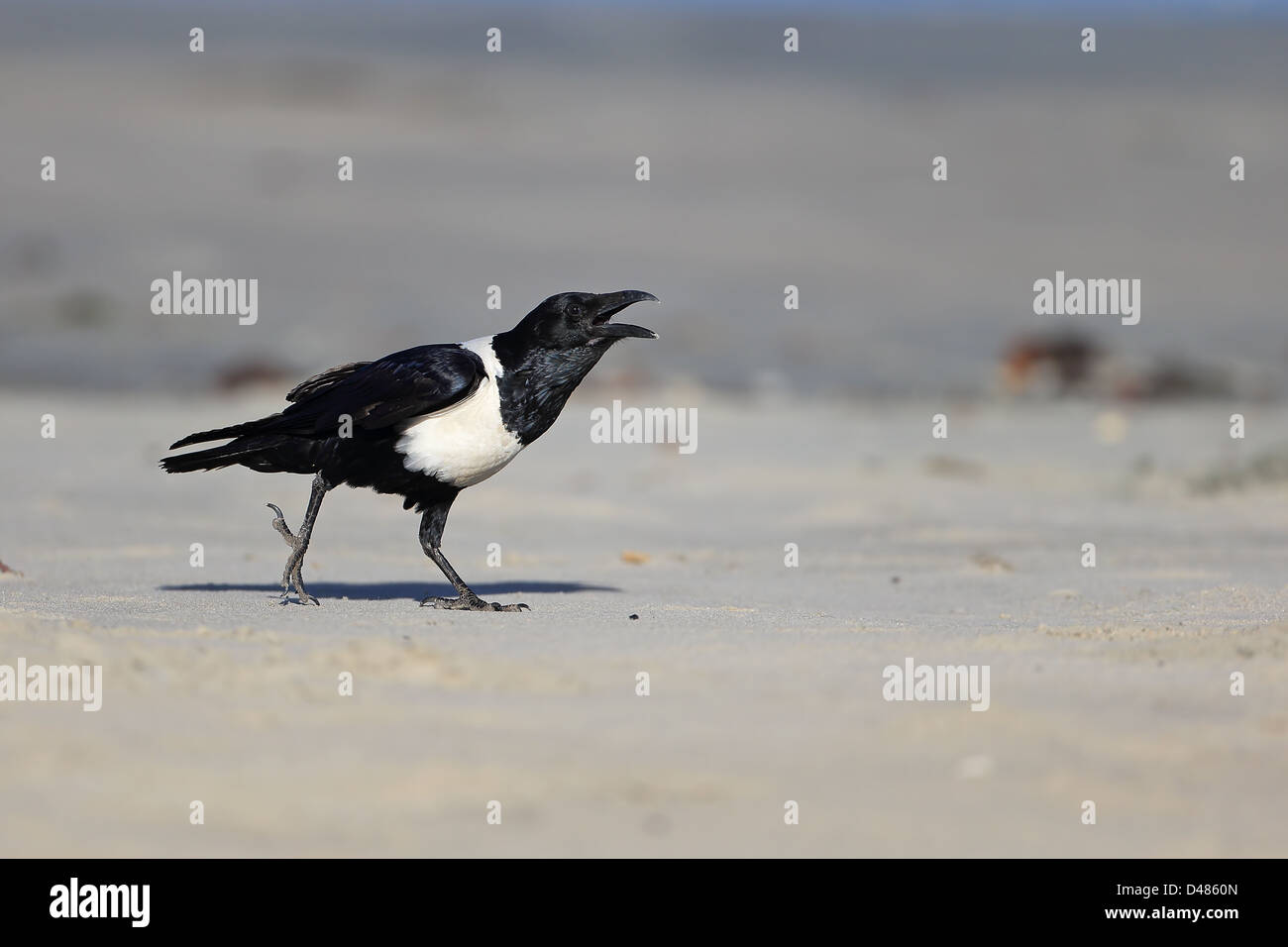 Pied Crow (Corvus albus Stock Photo - Alamy