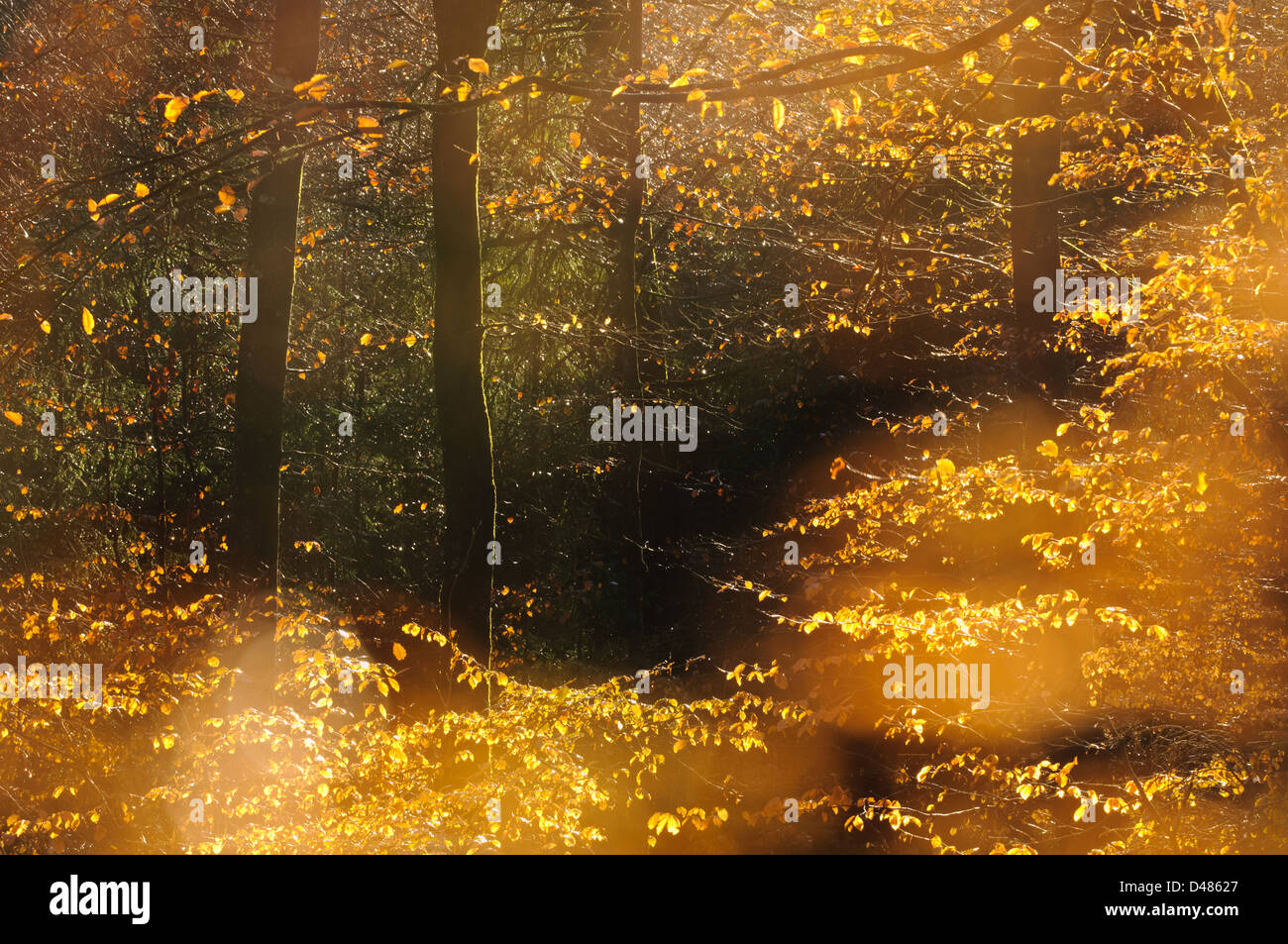 Morning sunlight over trees in forest Stock Photo - Alamy