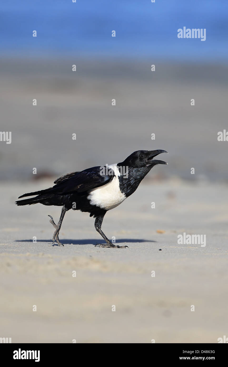 Pied Crow (Corvus albus Stock Photo - Alamy