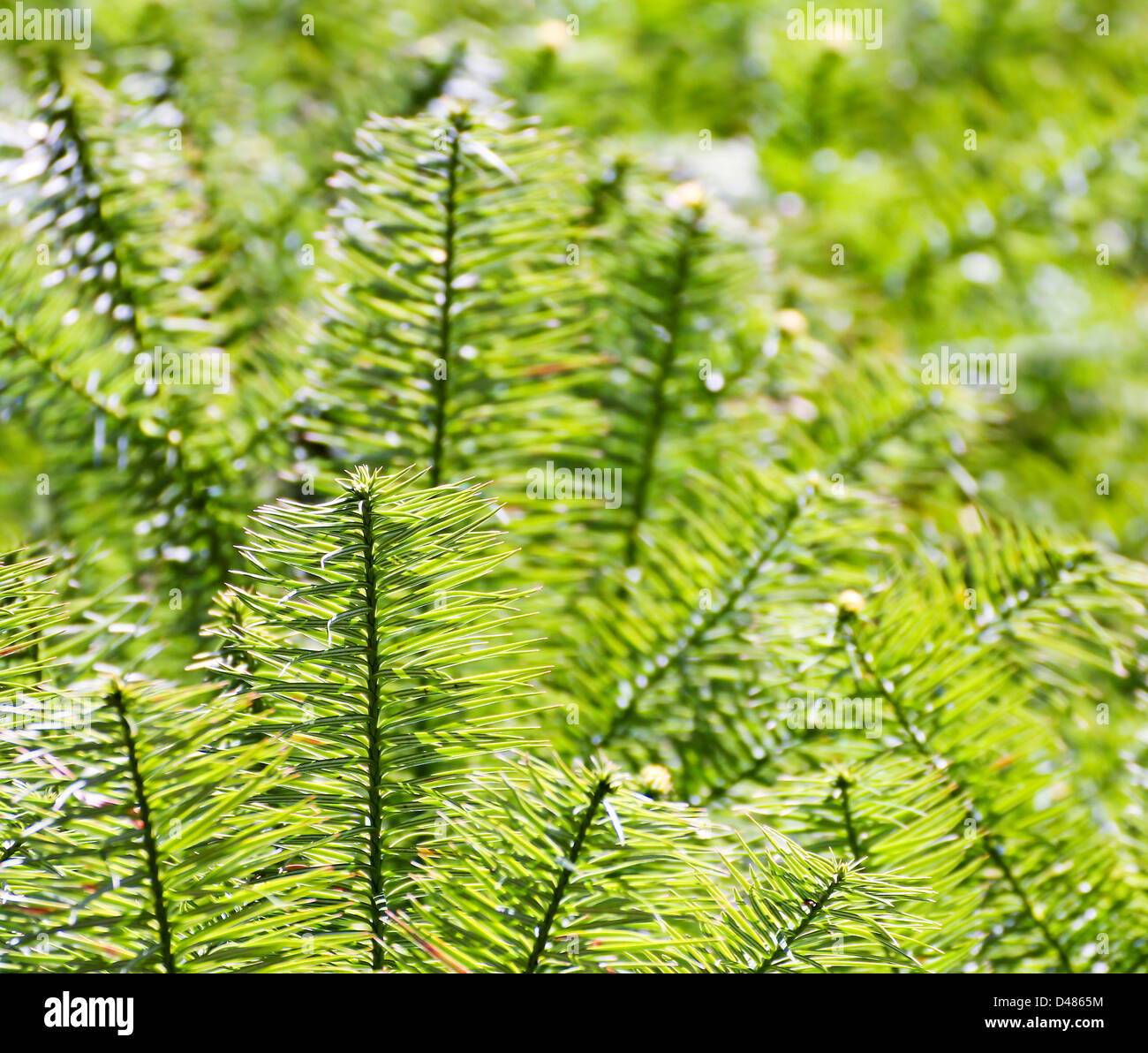 Kesiya hi-res stock photography and images - Alamy