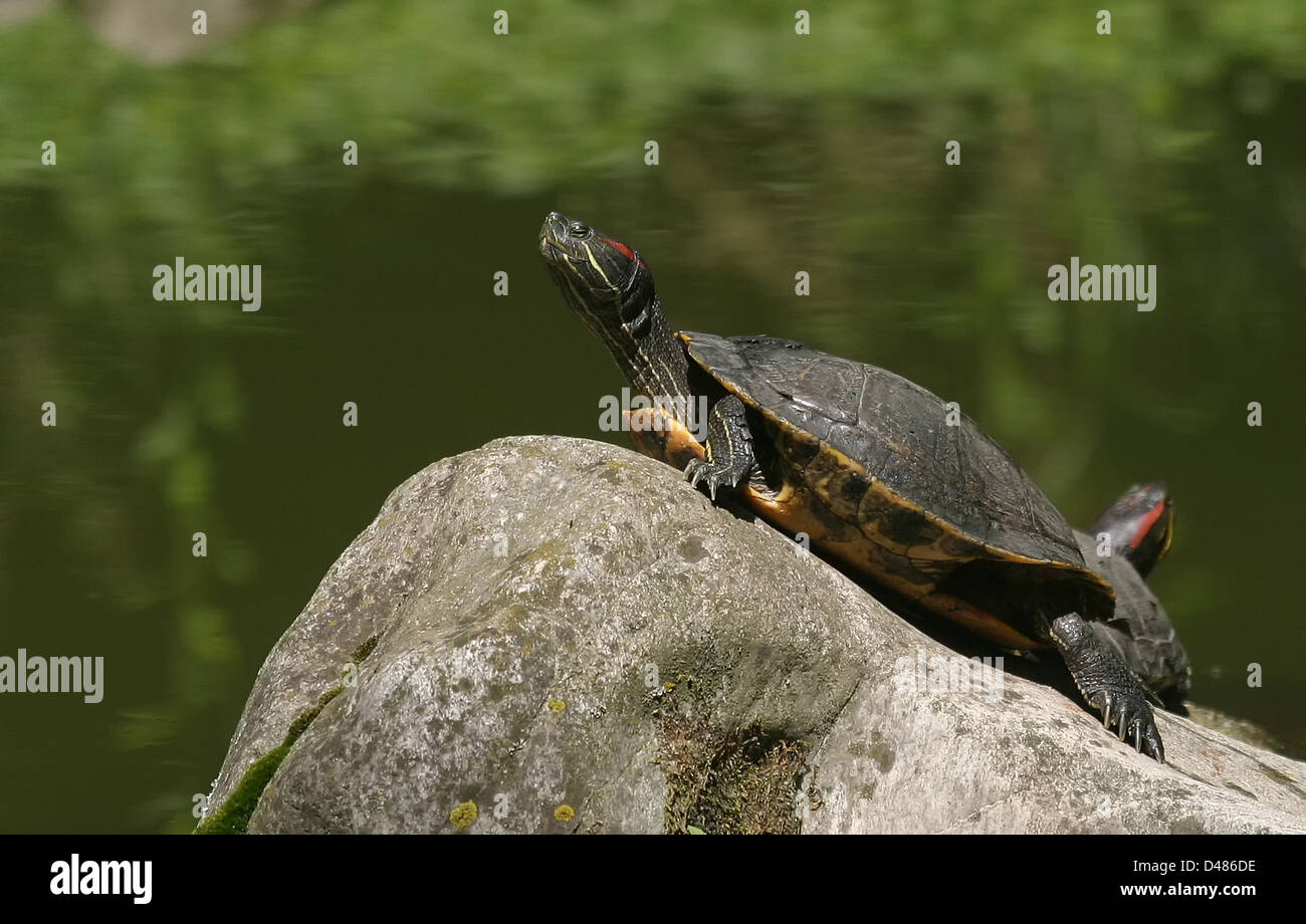 red-eared slider (Trachemys scripta elegans Stock Photo - Alamy