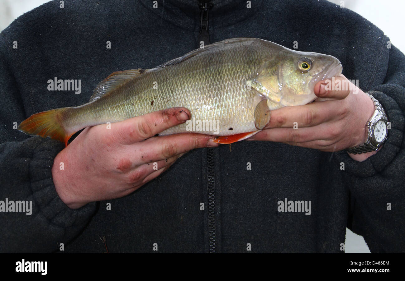 Large fresh water Perch Stock Photo - Alamy