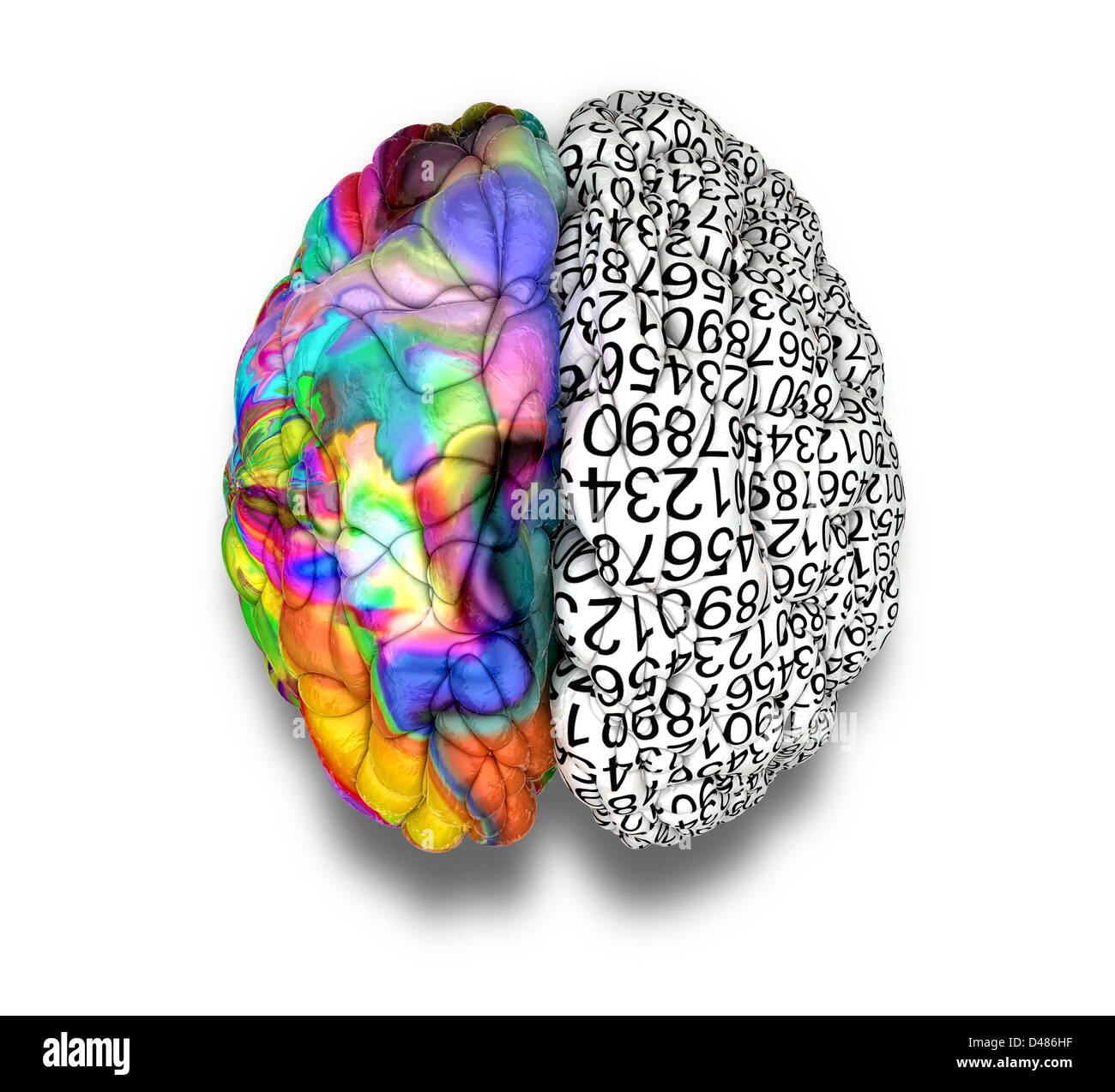 A typical brain with the left side depicting an analytical, structured ...